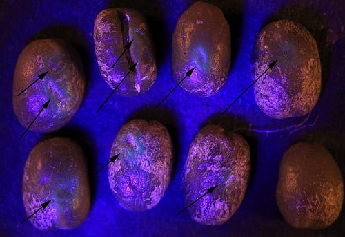 Coffee Damage under UV Light - Sweet Maria's Coffee Library