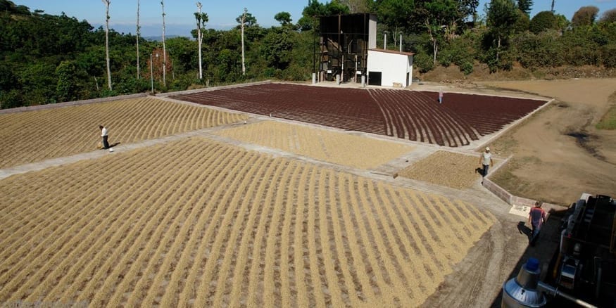 Coffee Research – What is next? - Sweet Maria's Coffee Library