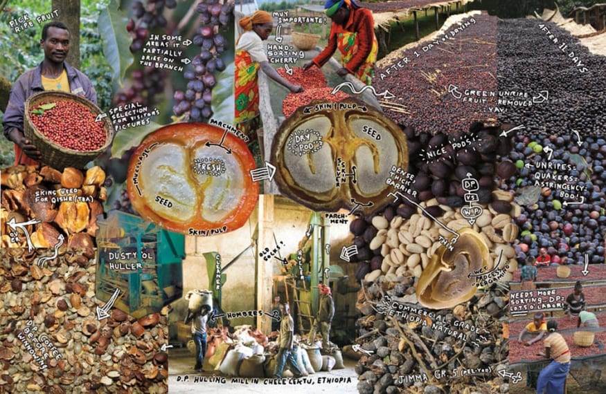 Coffee Library- Home Roasting and Green Coffee - Sweet Maria's Coffee ...