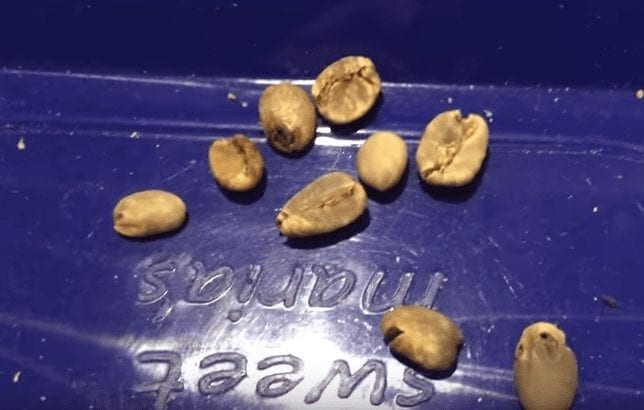 Sumatra Mandheling / Aceh Preparation Notes - Sweet Maria's Coffee Library