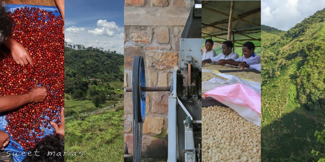 Five New Offerings From Colombia, Java and Rwanda - Sweet Maria's ...