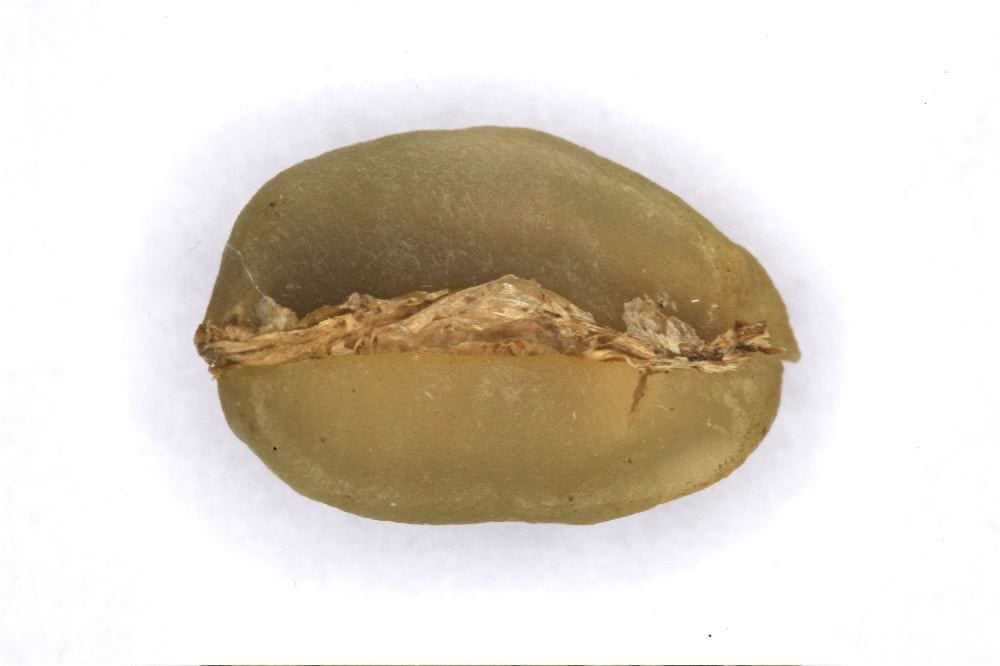 Sumatra Coffee Defects - Sweet Maria's Coffee Library