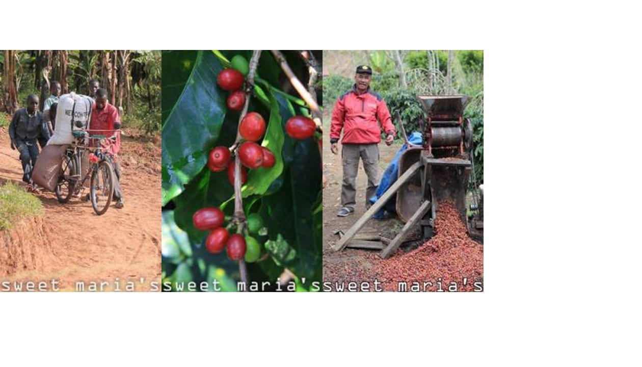 New Crop Rwanda Lots and Another Sumatra - Sweet Maria's Coffee Library