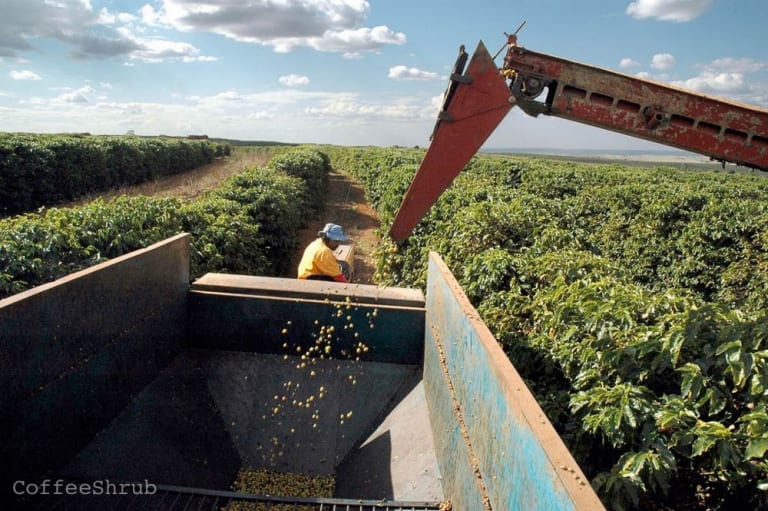 Coffee Harvesting with Machines: Newer Methods in Brazil Coffee ...