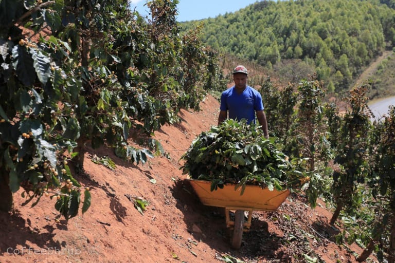 Coffee Harvesting with Machines: Newer Methods in Brazil Coffee ...