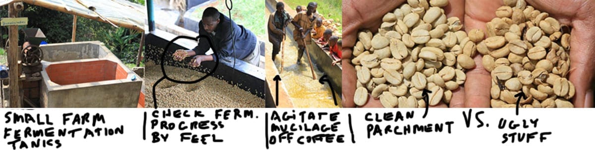 What is Wet-Processed Coffee? - Sweet Maria's Coffee Library