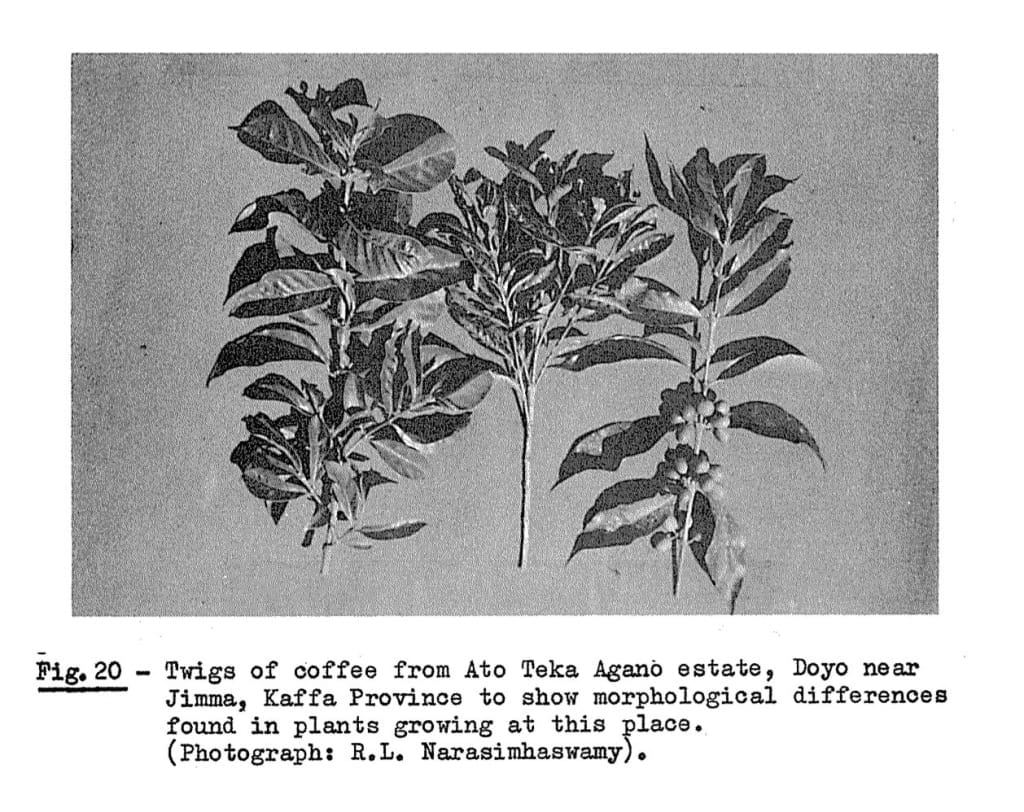Origins of Gesha Coffee ... I mean Gecha, I mean Gorei ... - Sweet ...