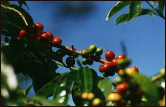 Growing Coffea Arabica at Home - Sweet Maria's Coffee Library