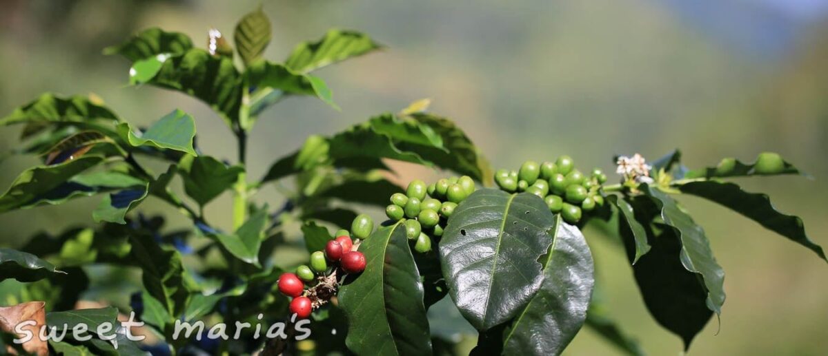The most unconventional Indonesia coffee.... - Sweet Maria's Coffee Library