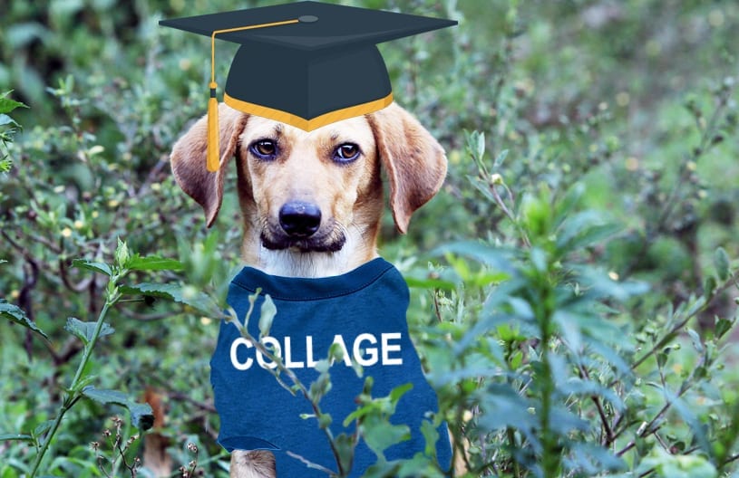 Put your pet in our college...Oops, we meant "Collage" - Sweet Maria's ...