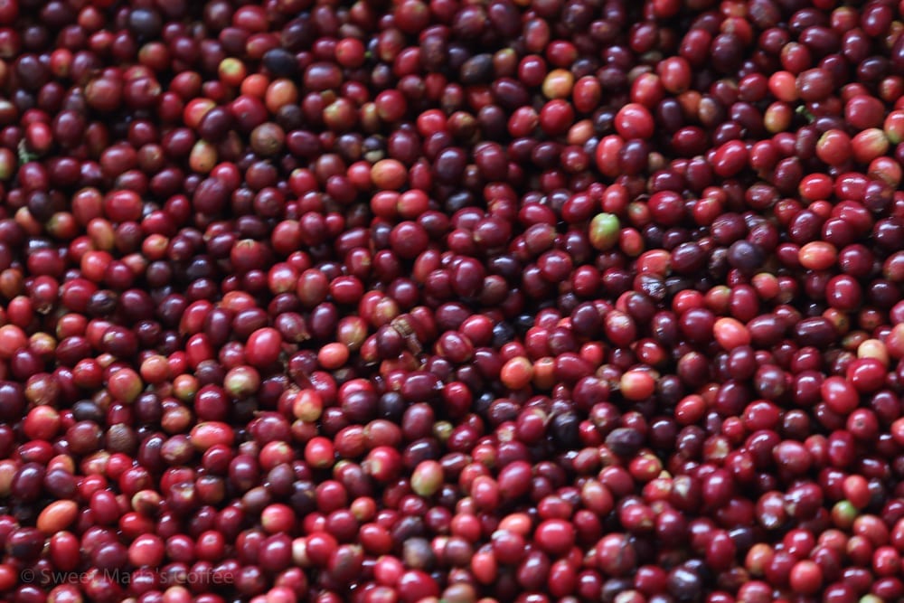The Coffee Cherry Basics - Sweet Maria's Coffee Library