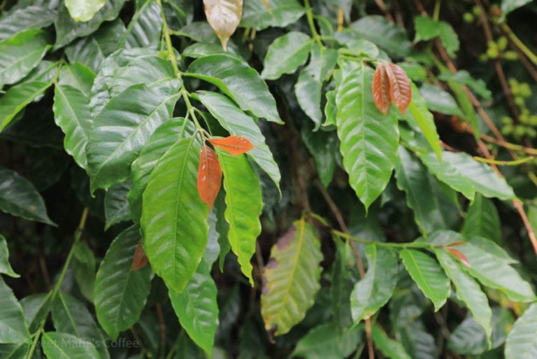 Sweet Maria's Roasted Coffee Color Card - Sweet Maria's Coffee Library