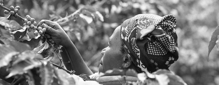 Understanding Our Farm Gate Coffee Program - Sweet Maria's Coffee Library