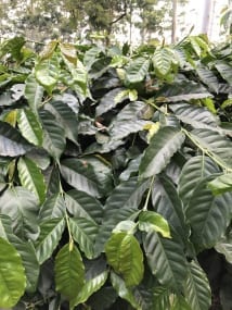 Sumatra: Arabica Varieties in Aceh - Sweet Maria's Coffee Library