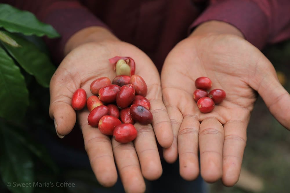 What is Java Coffee Cultivar? - Sweet Maria's Coffee Library