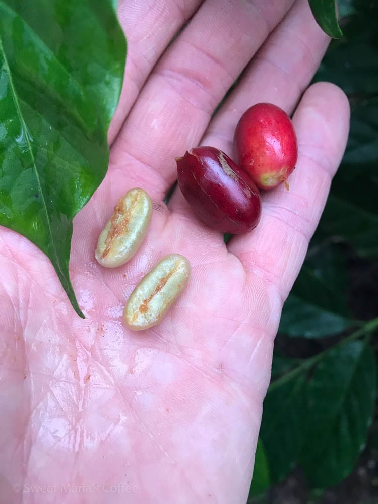 What is Java Coffee Cultivar? - Sweet Maria's Coffee Library
