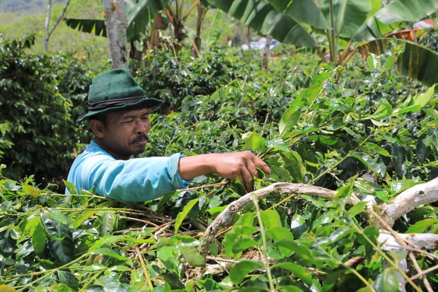 Sumatra Coffee Overview - Sweet Maria's Coffee Library