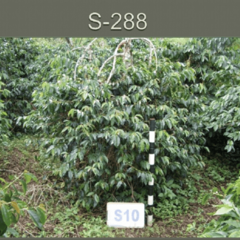 Coffee Roasting - Sweet Maria's Coffee Library