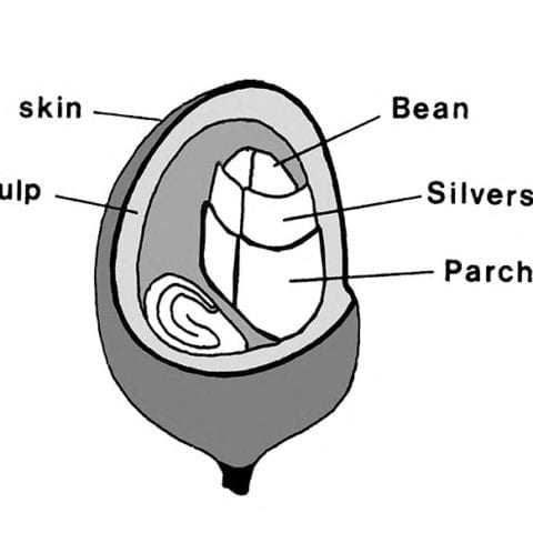 Green Coffee FAQ - Sweet Marias Coffee Library