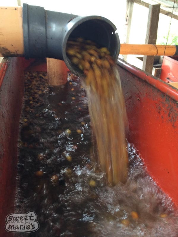 A Gallery of Wet Process Coffee Images - Sweet Maria's Coffee Library