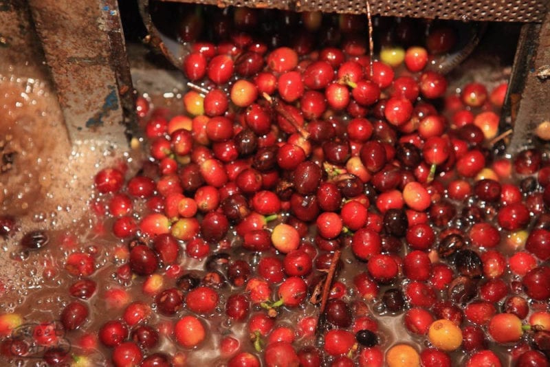 A Gallery of Wet Process Coffee Images - Sweet Maria's Coffee Library