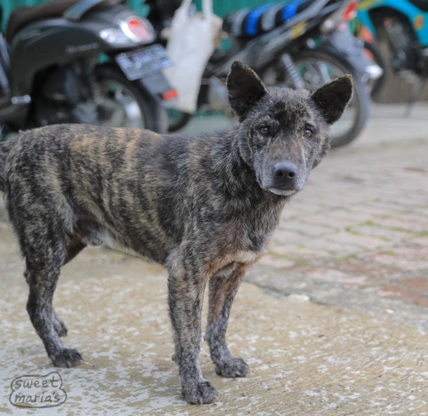 Sumatra Gayo Coffee: Stories About Aceh, With Pictures - Sweet Maria's ...