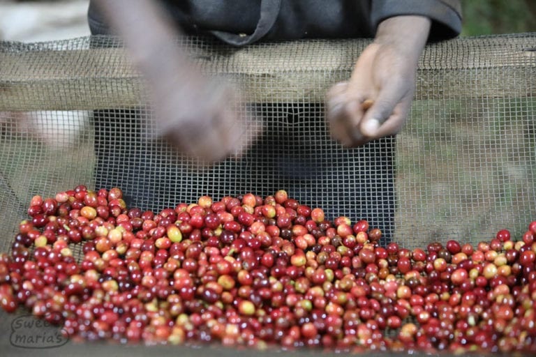 A Gallery of Wet Process Coffee Images - Sweet Maria's Coffee Library