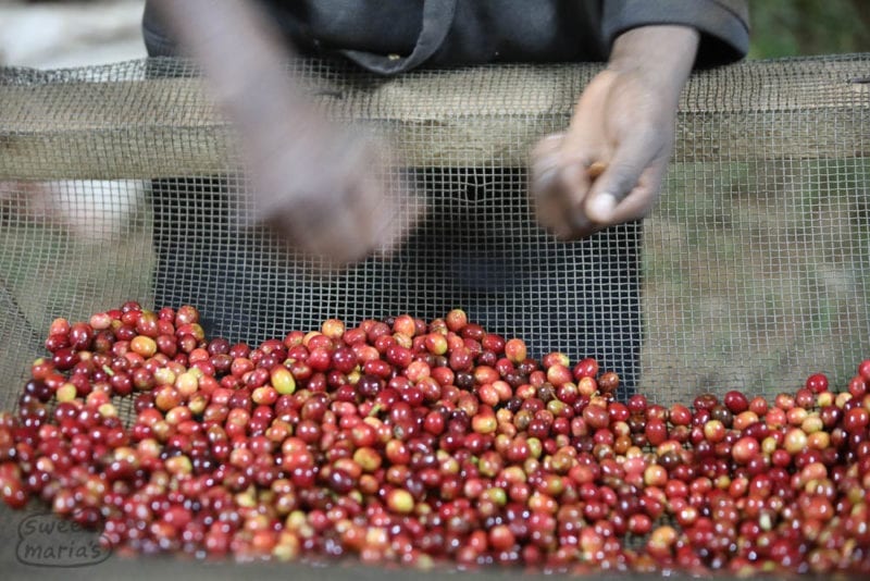 What is Dry Processed Coffee? - Sweet Maria's Coffee Library