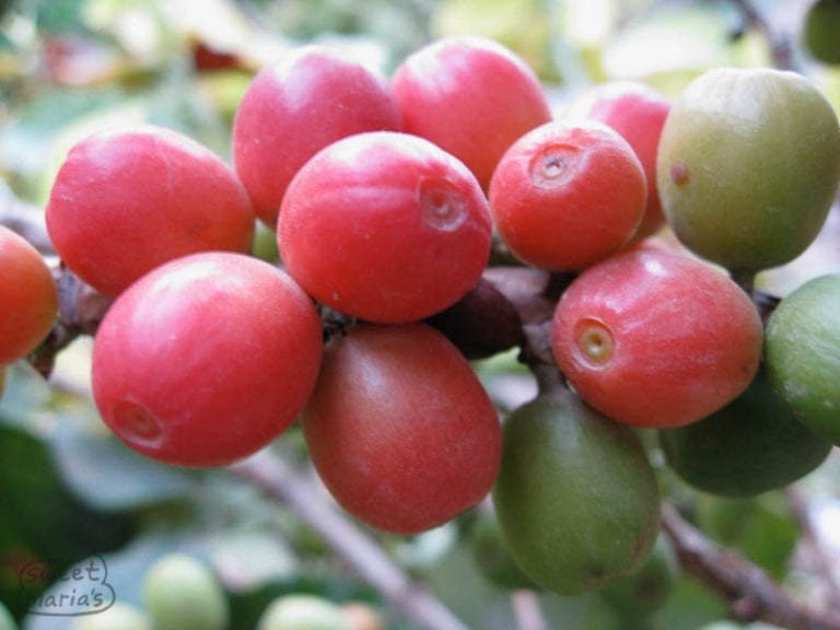 Coffee Library- Home Roasting and Green Coffee - Sweet Maria's Coffee ...