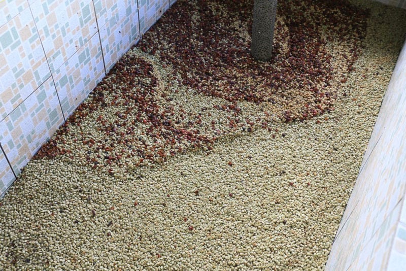 A Gallery of Wet Process Coffee Images - Sweet Maria's Coffee Library