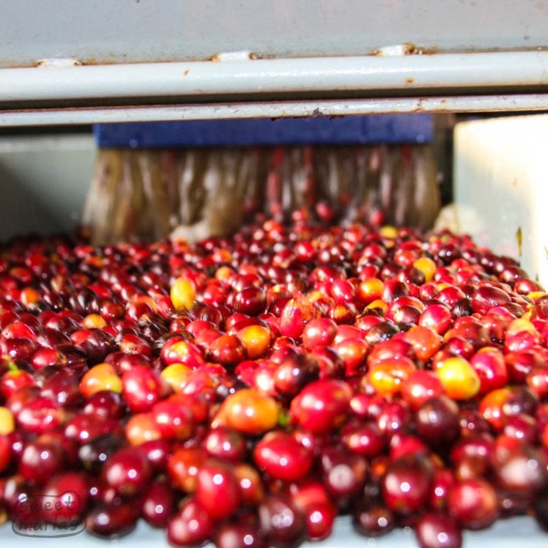 A Gallery of Wet Process Coffee Images - Sweet Maria's Coffee Library