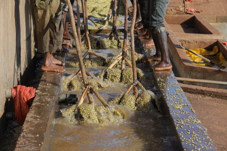 A Gallery of Wet Process Coffee Images - Sweet Maria's Coffee Library