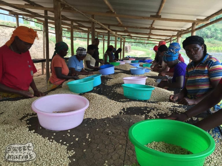 A Gallery of Wet Process Coffee Images - Sweet Maria's Coffee Library