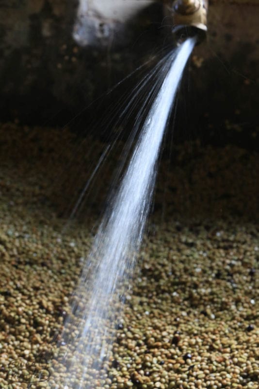 A Gallery of Wet Process Coffee Images - Sweet Maria's Coffee Library