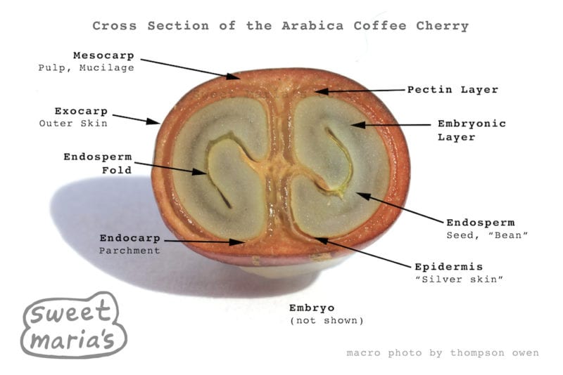 Arabica Coffee Cherry Cross Section - Sweet Maria's Coffee Library