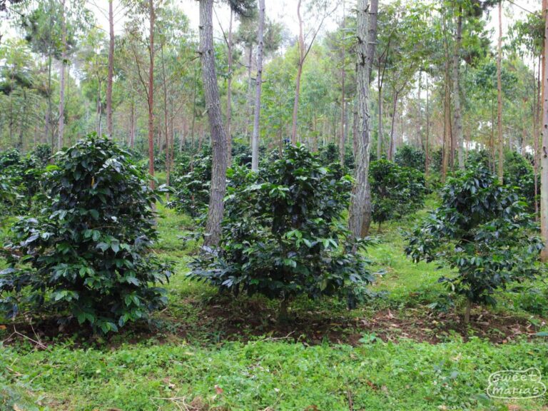 Introducing the DIY Moka Java Blend Set - Sweet Maria's Coffee Library