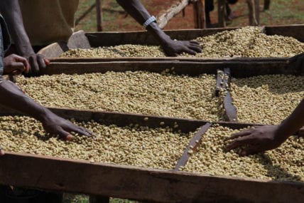 Ethiopia Harvest Trek in December - Sweet Maria's Coffee Library
