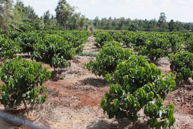 Kenya Coffee Cupping & Comments from a Quick Trip - Sweet Maria's ...