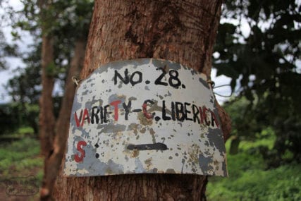 Coffee Variety Gardens, Kenya, Central America, Colombia, Sulawesi ...