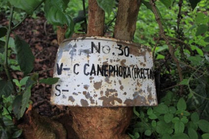 Coffee Variety Gardens, Kenya, Central America, Colombia, Sulawesi ...