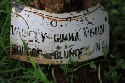 Coffee Variety Gardens, Kenya, Central America, Colombia, Sulawesi ...