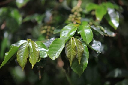 Coffee Variety Gardens, Kenya, Central America, Colombia, Sulawesi ...