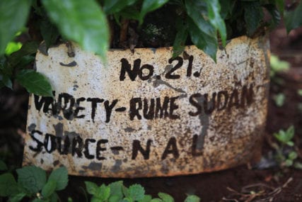Coffee Variety Gardens, Kenya, Central America, Colombia, Sulawesi ...