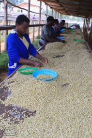 Rwanda Coffee Competition, 2010 - Sweet Maria's Coffee Library