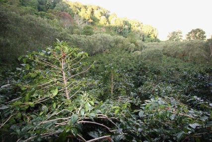 Panama Coffee Farm Visits, Boquete and Volcan Paso Ancho - Sweet Maria ...