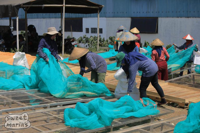 Java Coffee Overview - Sweet Maria's Coffee Library