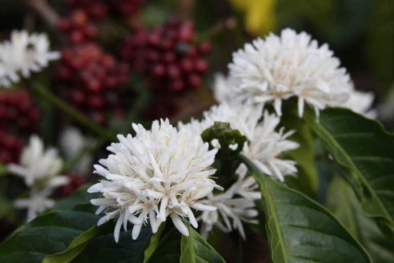Robusta Coffee Overview - Sweet Maria's Coffee Library