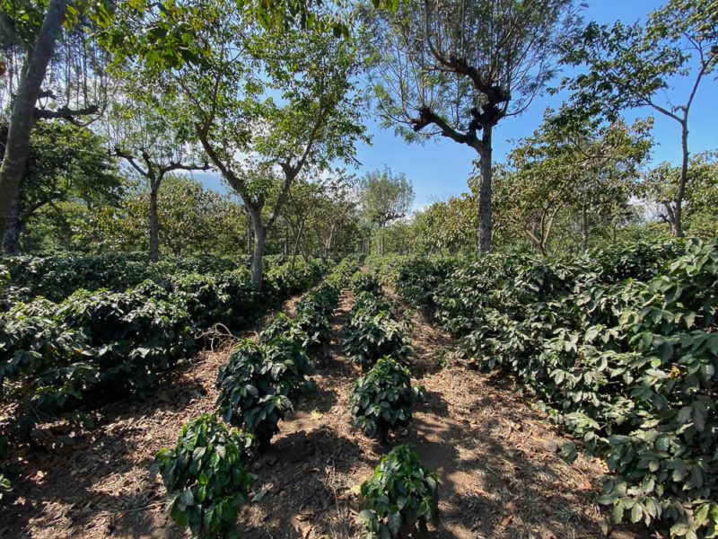 Finca Santa Ines, Antigua Guatemala - Sweet Maria's Coffee Library
