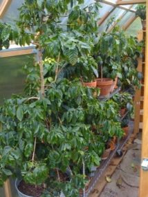 Growing Coffea Arabica at Home - Sweet Maria's Coffee Library