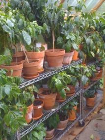 Growing Coffea Arabica at Home - Sweet Maria's Coffee Library